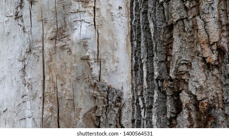 203 Bark less tree Images, Stock Photos & Vectors | Shutterstock