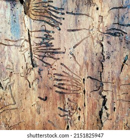5,585 Bark beetle patterns Images, Stock Photos & Vectors | Shutterstock