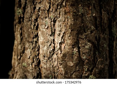 216,598 Pine tree bark Images, Stock Photos & Vectors | Shutterstock