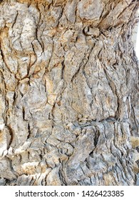 Tree Bark High Resolution Texture Stock Photo 1426423385 | Shutterstock