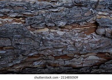 6,258 Tree bark print Images, Stock Photos & Vectors | Shutterstock