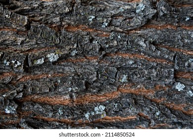 6,258 Tree bark print Images, Stock Photos & Vectors | Shutterstock