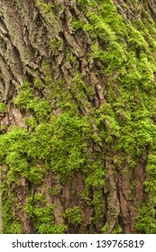 Tree Bark Moss Stock Photo 139765819 | Shutterstock