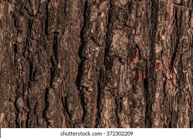 Tree rind Images, Stock Photos & Vectors | Shutterstock