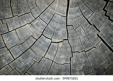 Tree Bark Texture Cross Section Stock Photo 399871831 | Shutterstock