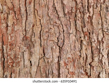 14,724 Wood cortex Images, Stock Photos & Vectors | Shutterstock