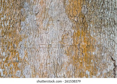 Tree Bark Texture Wallpaper Stock Photo 261538379 | Shutterstock