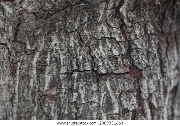 Tree Bark Texture Wallpaper Tree Bark Stock Photo 2009351663 | Shutterstock