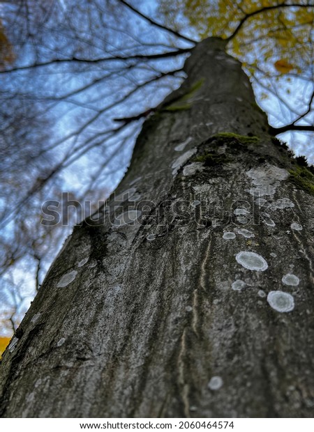Tree Beautiful Bark Patterns Stock Photo 2060464574 | Shutterstock