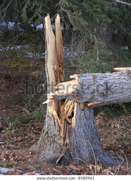 Tree Blown Down Stock Photo (Edit Now) 8580961