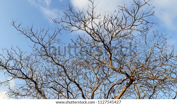 Tree Blue Sky Background Ranting Pohon Stock Photo 1127545427 ...