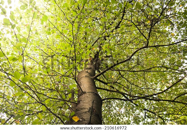 Tree Bottom View Stock Photo (Edit Now) 210616972