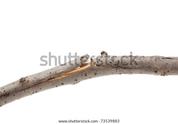 Tree Branch Crack Developing Isolated On Stock Photo (Edit Now) 73539883