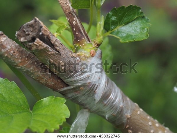 Tree Branch Layer Tree Grafting Tree Stock Photo 458322745 | Shutterstock