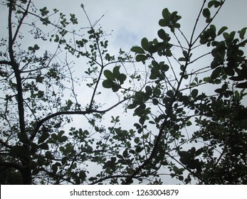 156 Staggered branches Images, Stock Photos & Vectors | Shutterstock