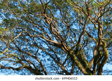 Low Angle View Pine Tree Branches Stock Photo (Edit Now) 1361951015