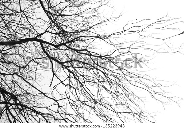 Tree Branches Isolated On White Background Stock Photo 135223943 ...