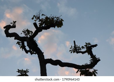 375 Sporadic Plants Images, Stock Photos & Vectors | Shutterstock