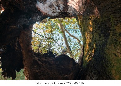 11,101 Green tree inside foliage Images, Stock Photos & Vectors ...