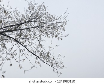 Tree Branches Texture Background Stock Photo 1241983150 | Shutterstock