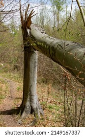 8,083 Snapped tree Images, Stock Photos & Vectors | Shutterstock