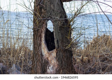 1,541 Burning tree lightning Images, Stock Photos & Vectors | Shutterstock
