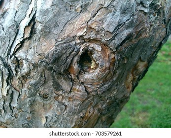 Tree Callus Stock Photo 703579261 | Shutterstock
