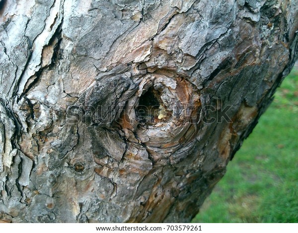 Tree Callus Stock Photo 703579261 | Shutterstock