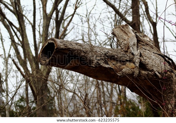 Tree Cannon Stock Photo (Edit Now) 623235575