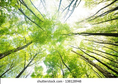 12,176 Tree canopy looking Images, Stock Photos & Vectors | Shutterstock