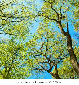 Canopy Tall Growing Oak Tree Fresh Foto Stok 405596341 | Shutterstock