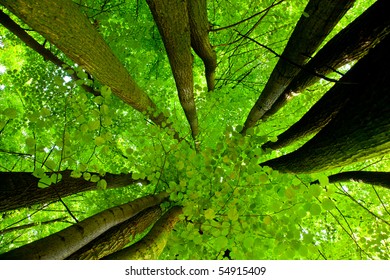 Tree Canopy Stock Photo 54915409 | Shutterstock