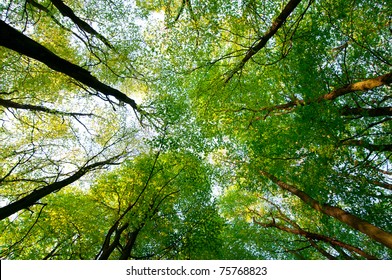 12,176 Tree canopy looking Images, Stock Photos & Vectors | Shutterstock