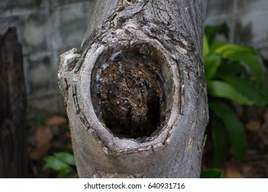 6,214 Cavity Tree Images, Stock Photos & Vectors | Shutterstock