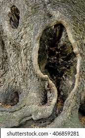 31,743 Rotting trees Images, Stock Photos & Vectors | Shutterstock