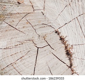 Tree Circle Texture Stock Photo 186239333 | Shutterstock