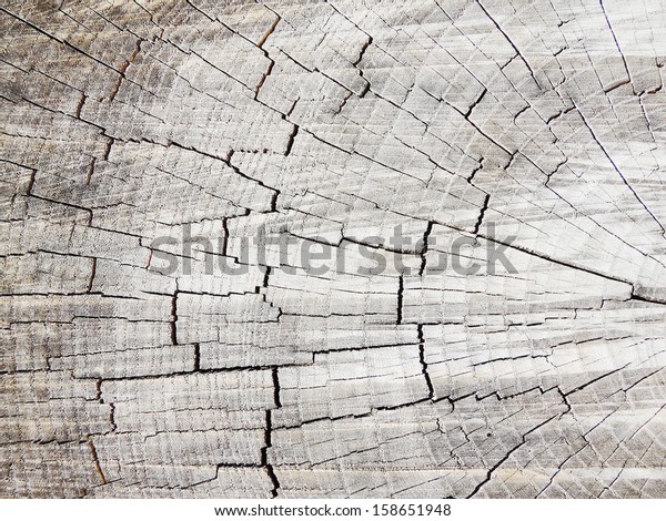 Tree Circle Texture Stock Photo 158651948 | Shutterstock