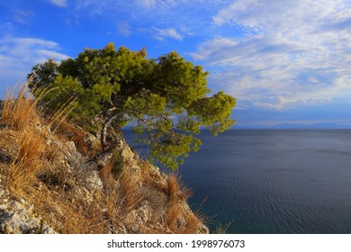 1,137 Cliffside Trees Images, Stock Photos & Vectors | Shutterstock