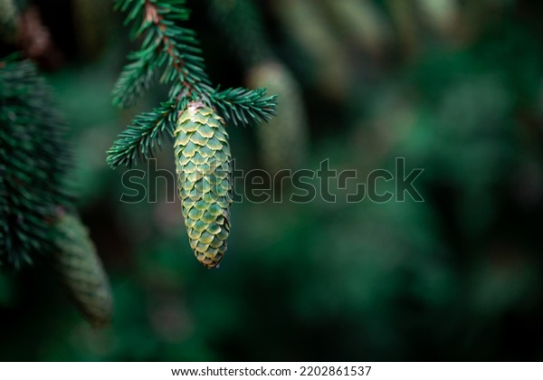 Tree Cones Resin Bumping Between Pine Stock Photo 2202861537 | Shutterstock