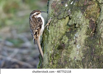 Tree creeper bird Images, Stock Photos & Vectors | Shutterstock
