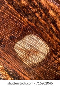 Tree Cut Half Stock Photo (Edit Now) 716202046