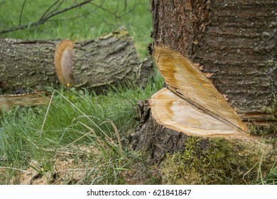 Tree Falling While Being Cut Log Stock Photo 621841847 | Shutterstock
