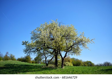 Tree Field Background Stock Photo 681646729 | Shutterstock