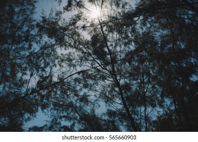 Tree Forest Light Stock Photo 565660903 | Shutterstock