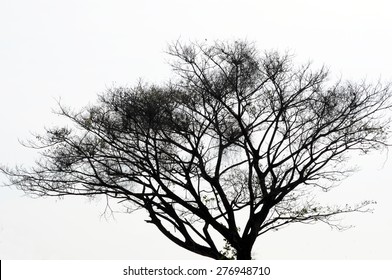 Tree Form Stock Photo 276948710 | Shutterstock