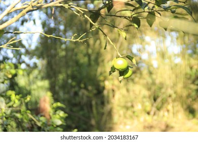 5,534 Lime Inside Stock Photos, Images & Photography | Shutterstock