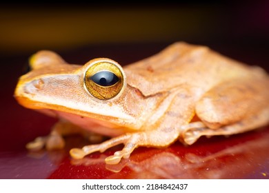 3,350 Thai Frog Images, Stock Photos & Vectors | Shutterstock