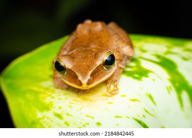 3,350 Thai Frog Images, Stock Photos & Vectors | Shutterstock
