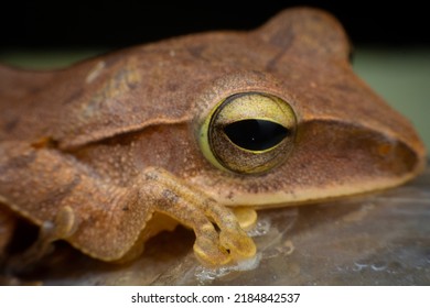 3,350 Thai Frog Images, Stock Photos & Vectors | Shutterstock