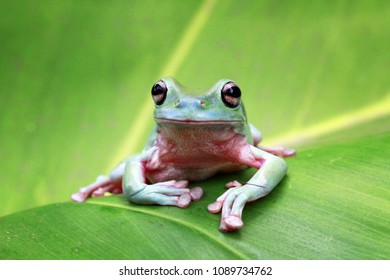 Tree Frog Dumpy Frog On Leaves Stock Photo 1089734762 | Shutterstock